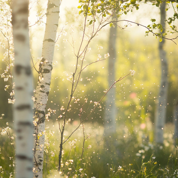 Pollen allergy may cause food allergy - AllerGuard Ltd